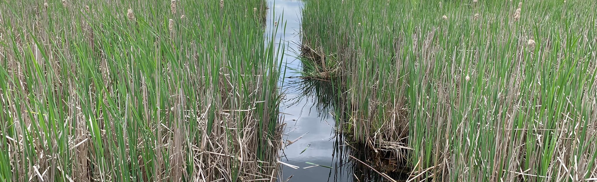 Mer Bleue Bog Trail: 338 Reviews, Map - Ontario, Canada | AllTrails