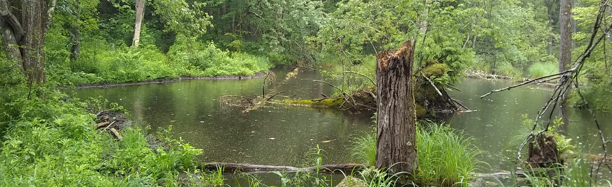 Swift River Yellow Loop, Massachusetts - 507 Reviews, Map | AllTrails