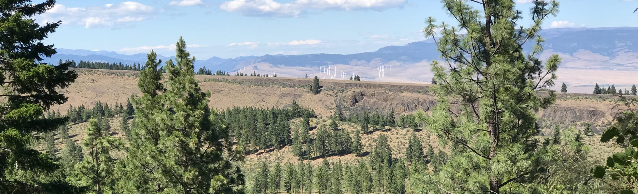 Robinson Canyon Loop: 133 foto's - Washington | AllTrails