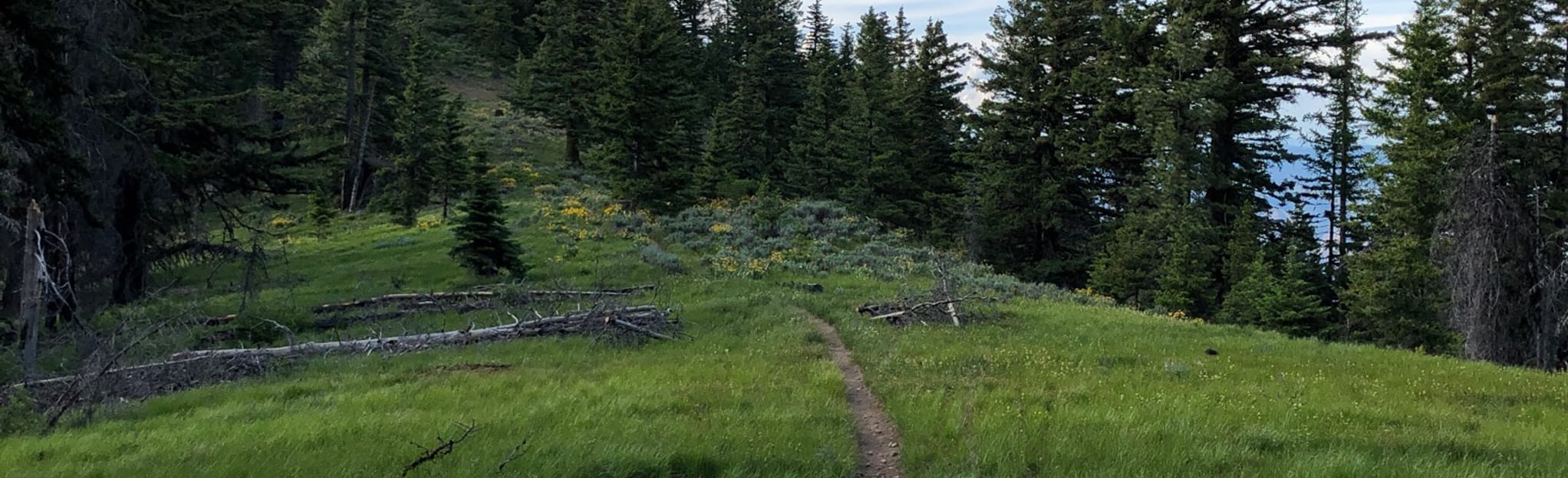 Tronsen Ridge Trail: 97 Reviews, Map - Washington | AllTrails