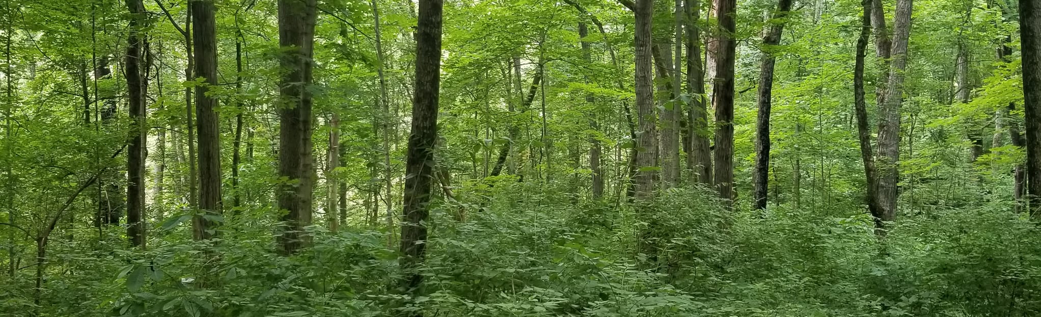 Taylorsville Metropark Yellow Trail: 360 Reviews, Map - Ohio | AllTrails