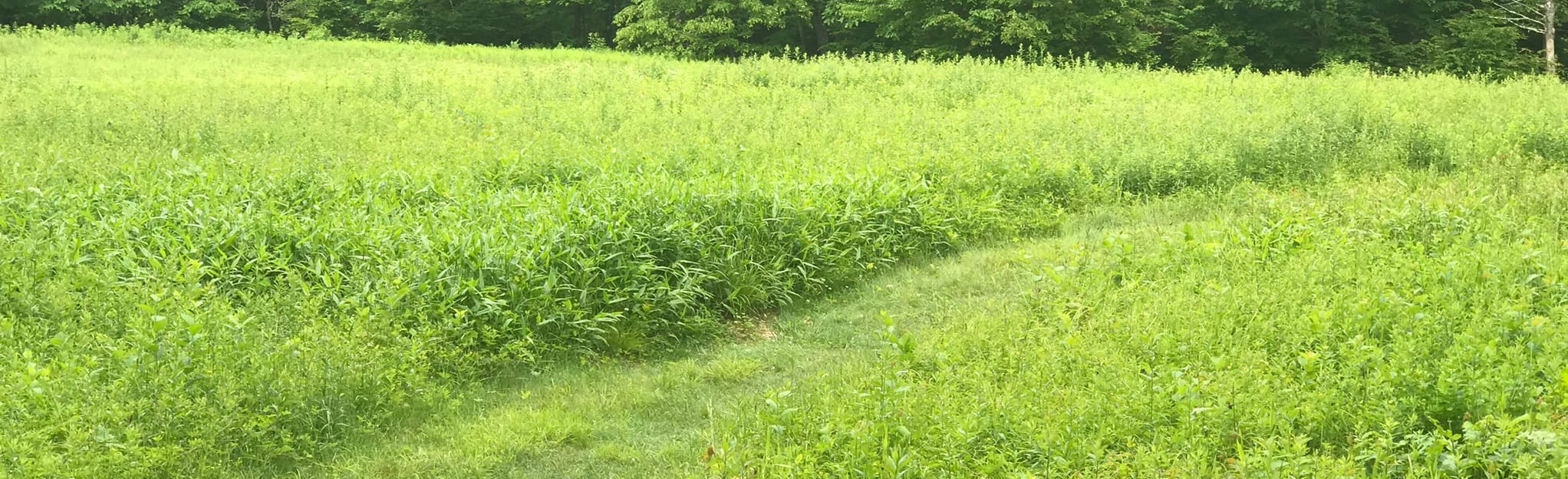 Harvard Forest Trail, Massachusetts - 30 Reviews, Map | AllTrails