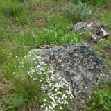 Bacon Rind Creek Trail, Montana - 87 Reviews, Map | AllTrails