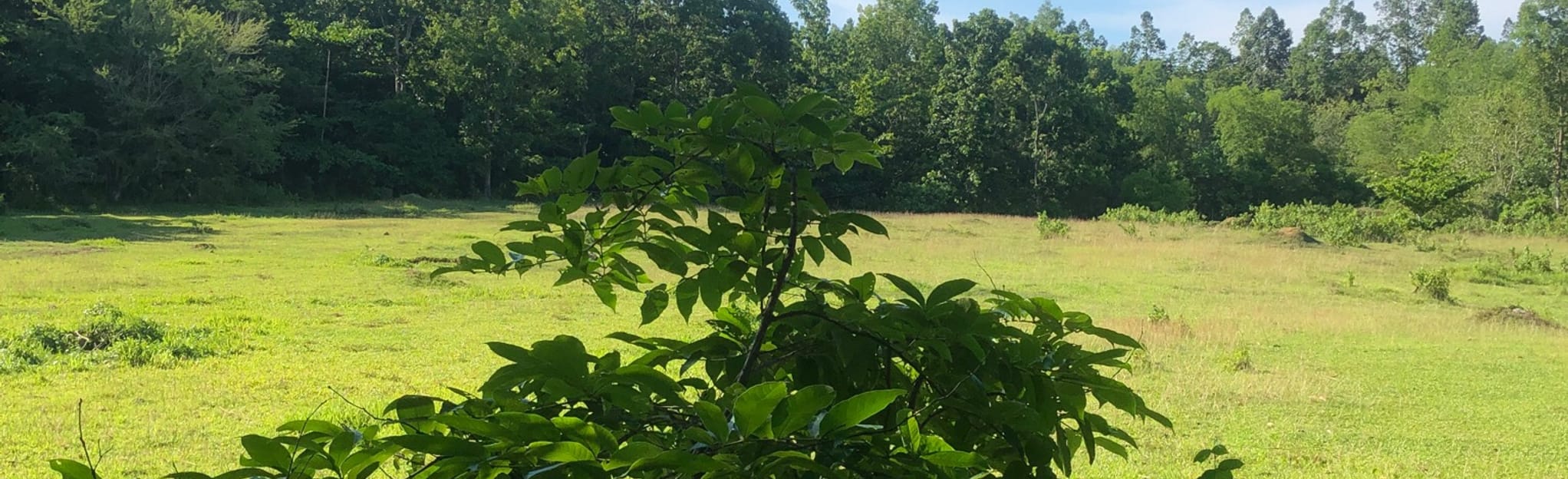 Nordson Park Loop, Negros Occidental, Philippines - Map, Guide | AllTrails