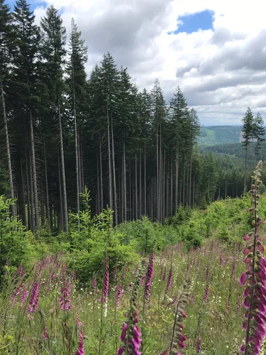 10 Best Hikes and Trails in Capitol State Forest | AllTrails