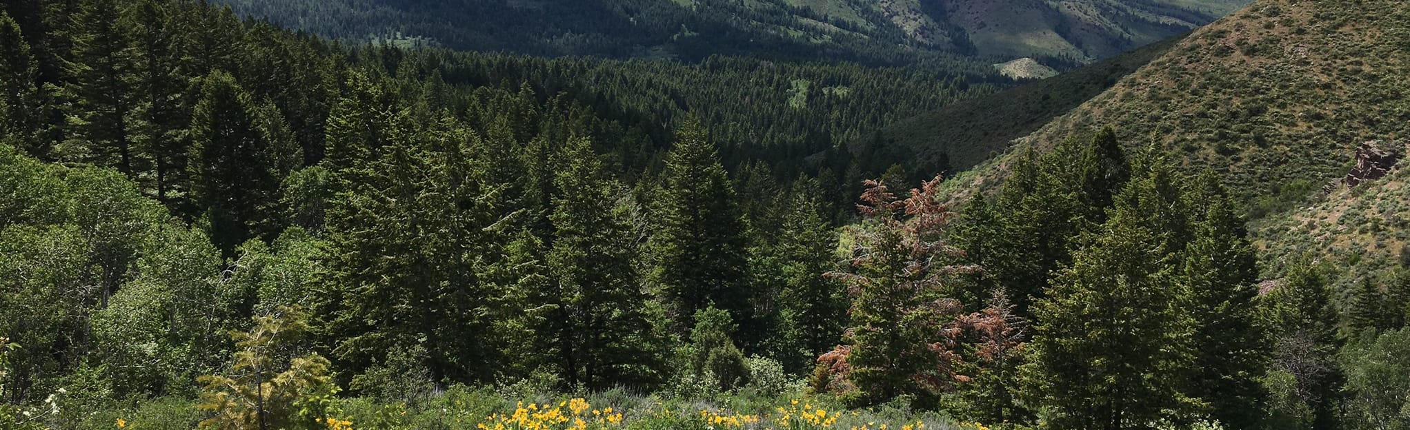 Deep Creek Crest: 74 Reviews, Map - Idaho | AllTrails