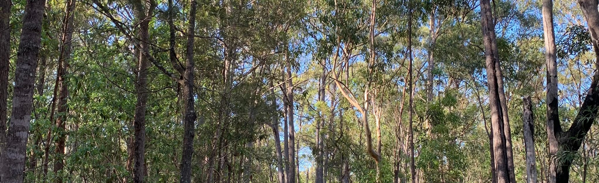 Brushtrail, Banksia and Dianella Circuit: 110 Reviews, Map - Queensland ...