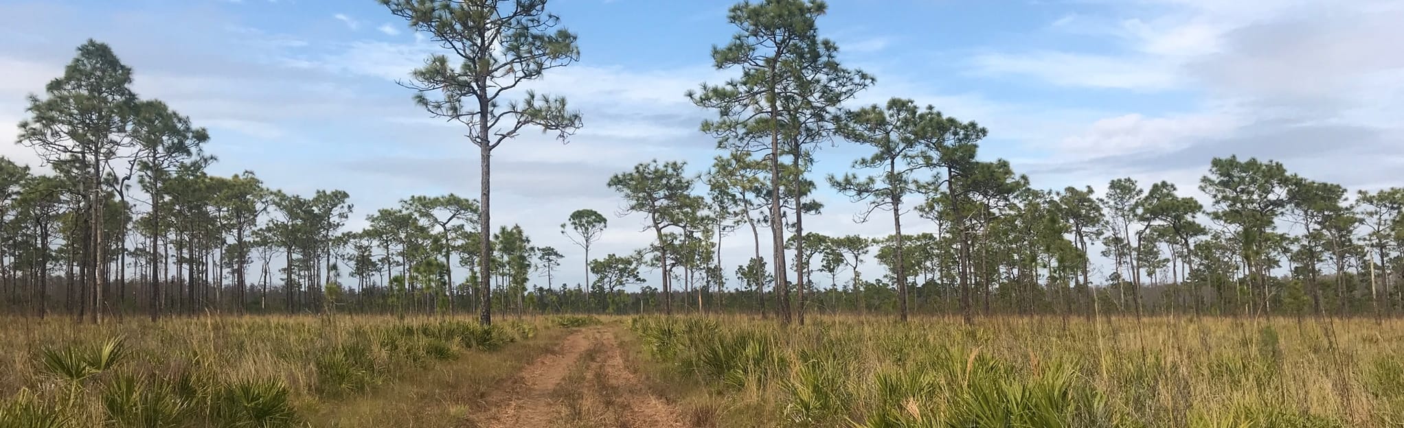 Pine Island East Loop Trail, Florida - 402 Reviews, Map | AllTrails