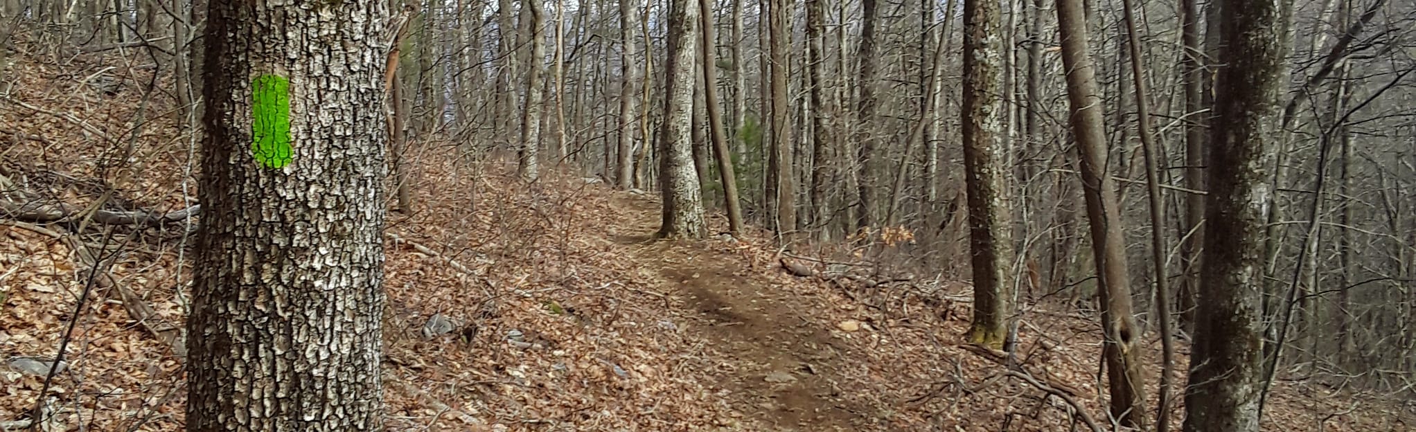 Coosa Bald via Coosa Backcountry/Duncan Ridge Trail: 142 Reviews, Map ...