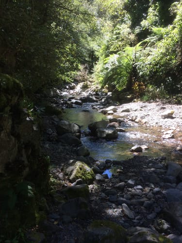 Best 10 Hikes and Trails in Ruahine Forest Park | AllTrails