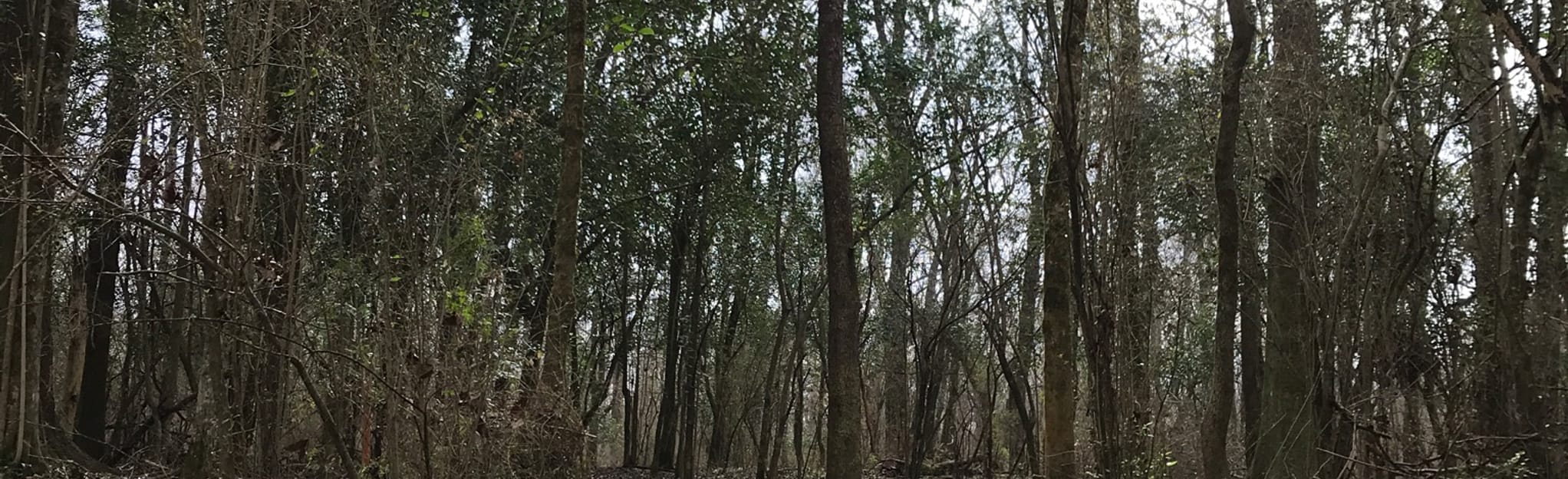 Comite Park Loop, Louisiana - 765 Reviews, Map | AllTrails