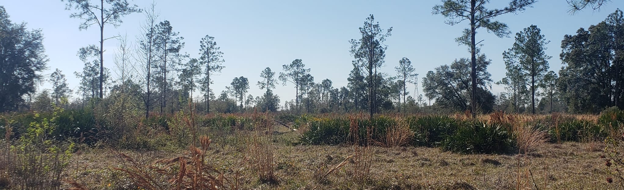 Lower Green Swamp Southeast Loop: 138 Reviews, Map - Florida | AllTrails