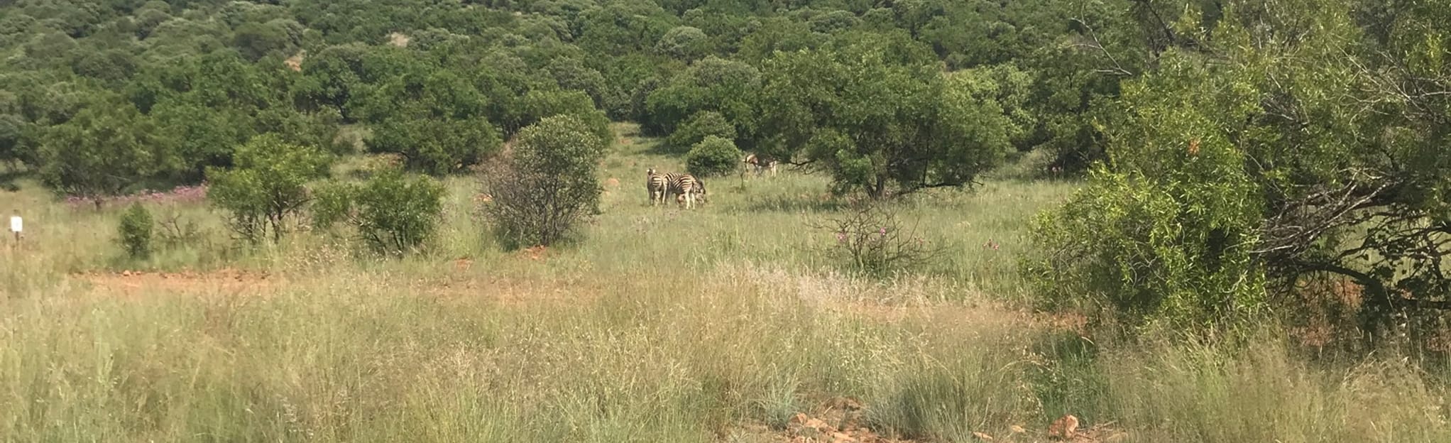 Hennops Zebra Trail: 137 foto's - Gauteng, Zuid-Afrika | AllTrails