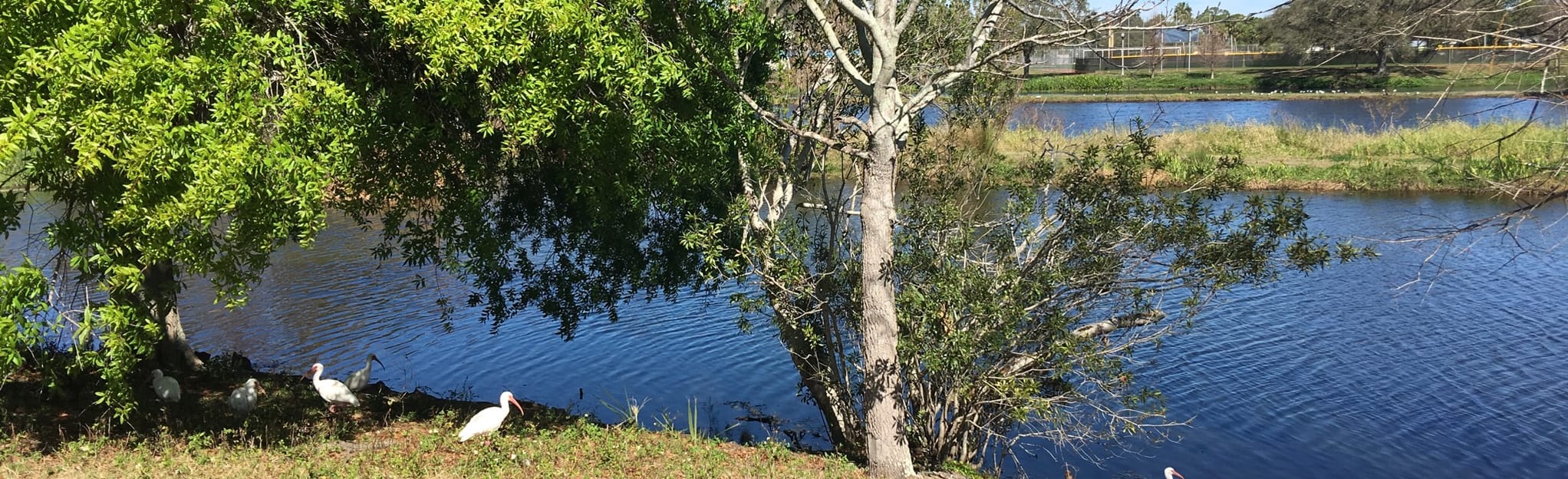 Walter Fuller Park Path, Florida - 51 Reviews, Map | AllTrails