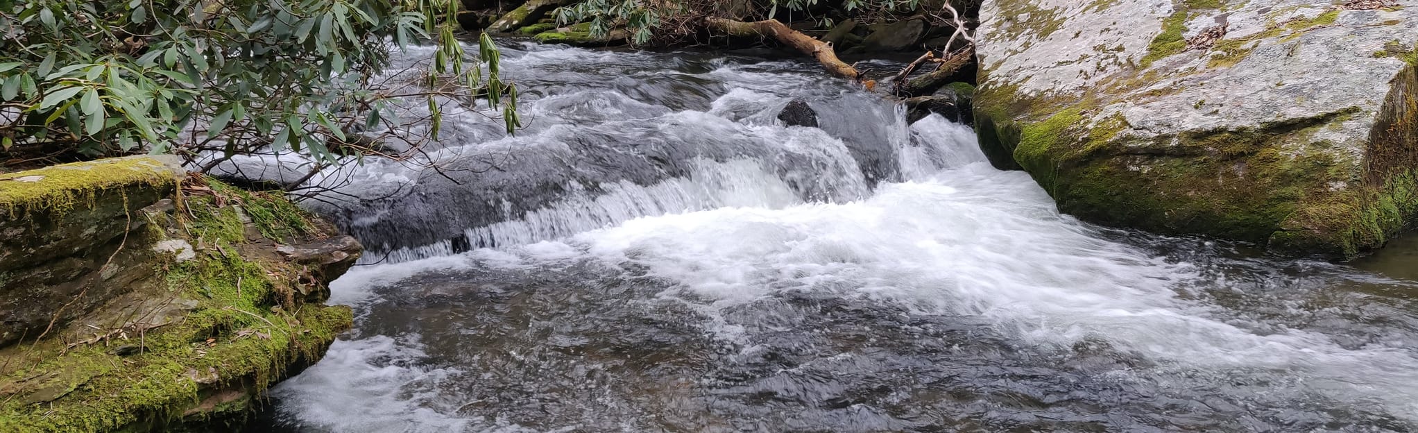 East Fork Trail, South Carolina - 236 Reviews, Map | AllTrails