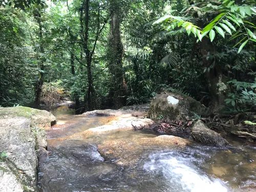 10 Best Hikes and Trails in Bukit Lagong Forest Reserve | AllTrails
