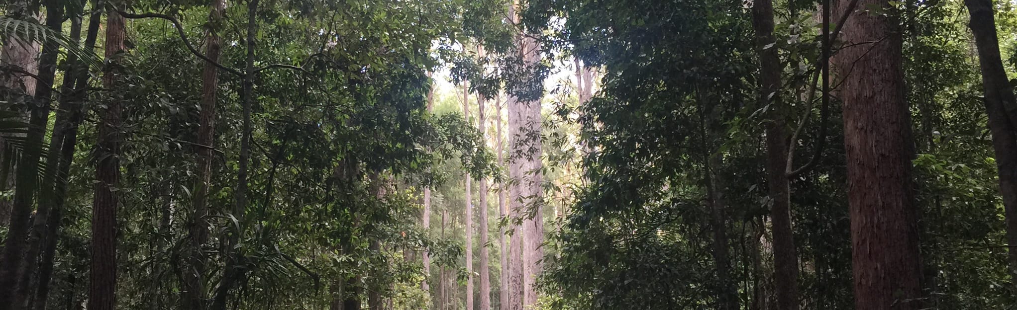 Mapleton Falls to Ubajee Lookout, Queensland, Australia - 230 Reviews ...