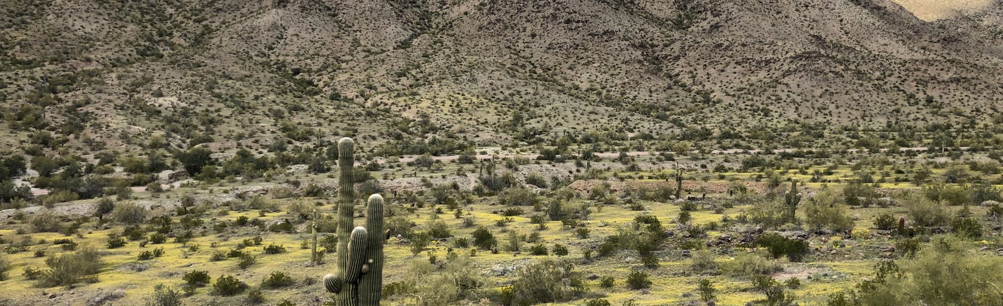 Bajada Trail, Arizona - 101 Reviews, Map | AllTrails