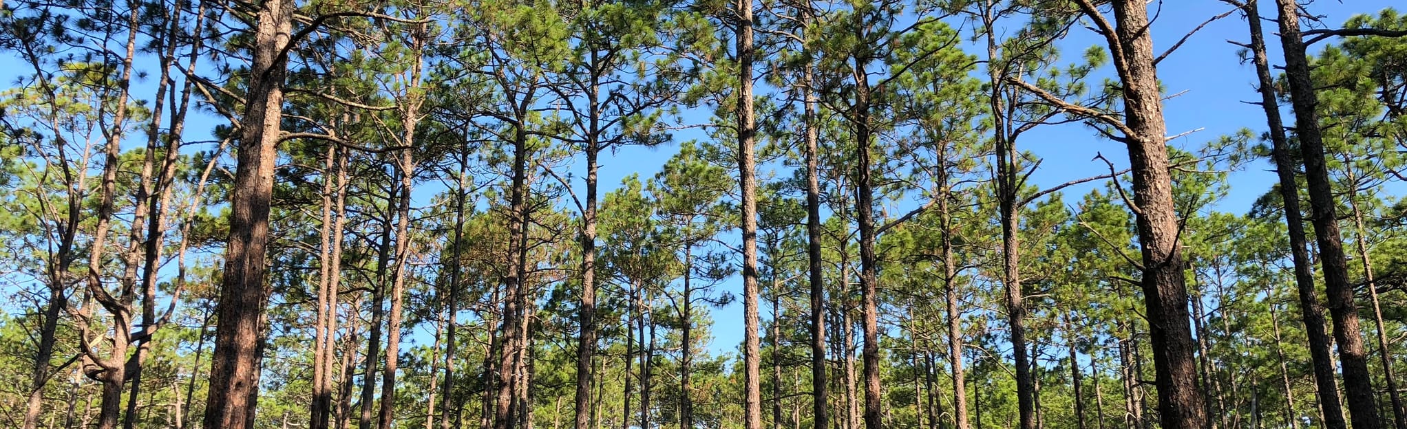 Pine Barren and Gum Swamp Loop, North Carolina - 83 Reviews, Map ...