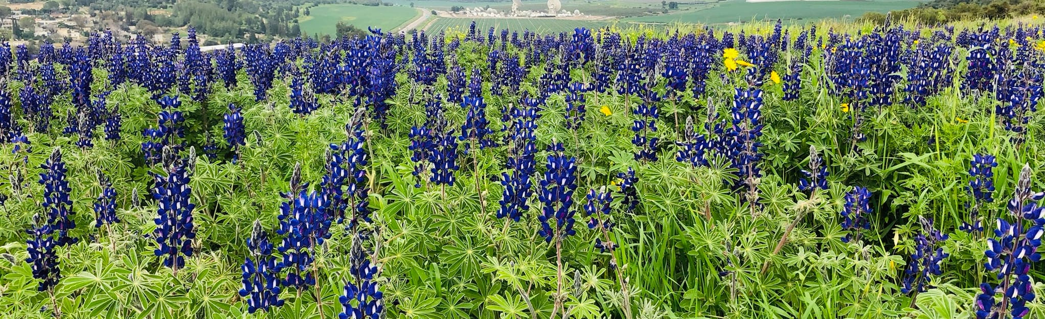 Tel Socho, Mount Socho and Tomb of Sheikh al-Salihi: 8 Reviews, Map ...