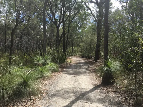 10 Best Hikes and Trails in Toohey Forest Park | AllTrails