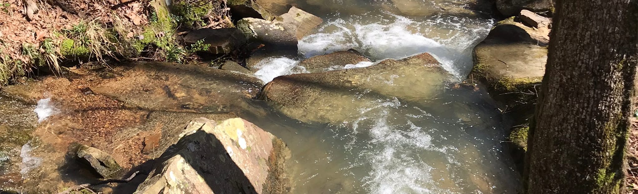 Moss Rock Preserve Loop | Map, Guide - Alabama | AllTrails