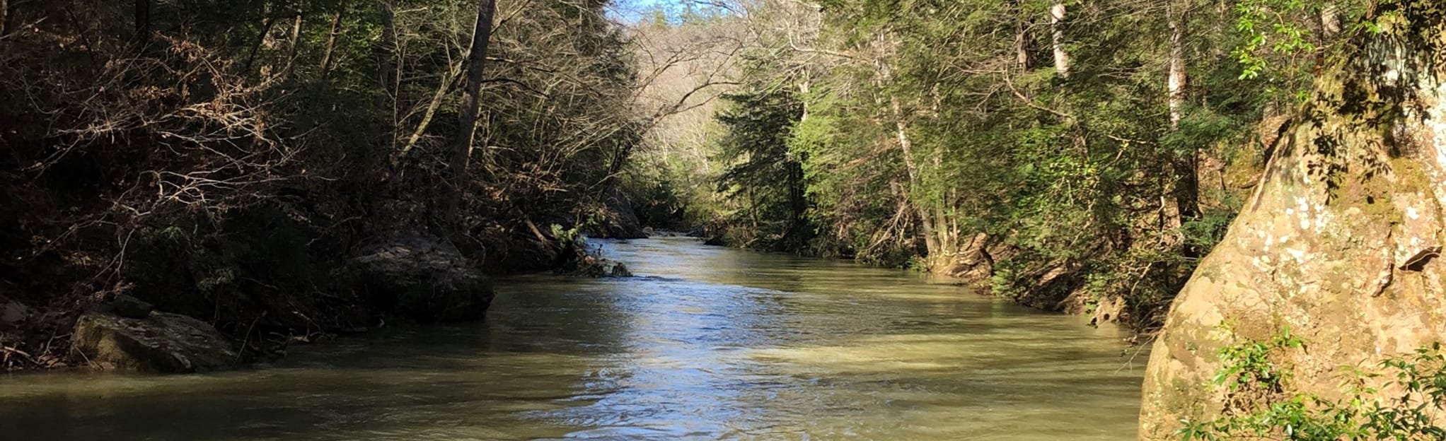 Sipsey Loop Trail: 121 Reviews, Map - Alabama | AllTrails