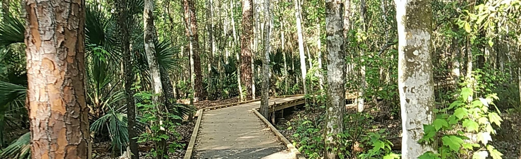 Steffee Homestead Trail, Florida - 259 Reviews, Map | AllTrails