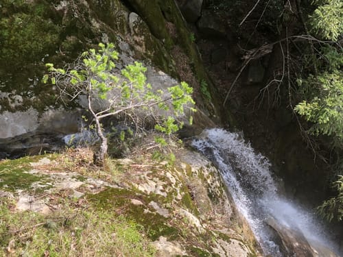 Best 10 Hikes and Trails in Six Rivers National Forest | AllTrails