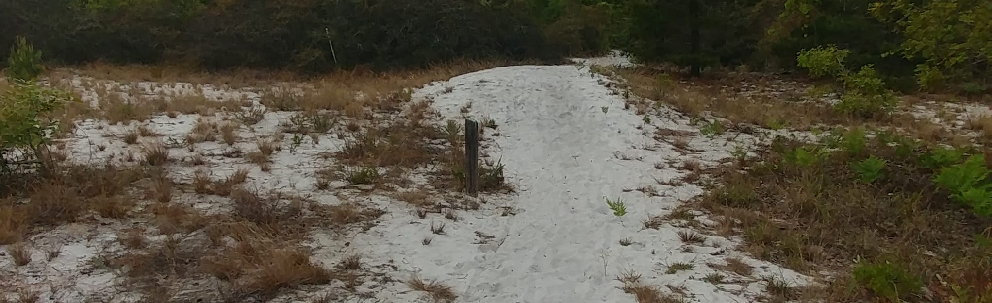 Indrio Scrub Preserve Loop, Florida - 13 Reviews, Map | AllTrails