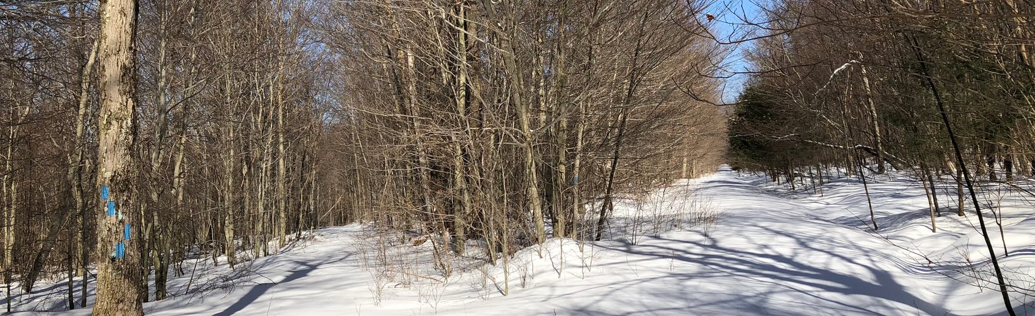 Sand Springs Ski Trail, Pennsylvania - 19 Reviews, Map | AllTrails