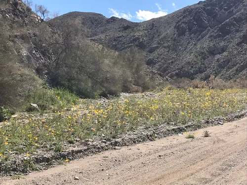 10 Best Off Road Driving Trails in Joshua Tree National Park | AllTrails
