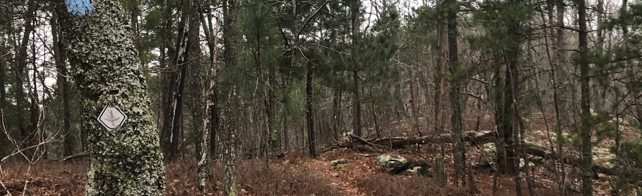 Porter’s Gap to Chandler Springs, Alabama - 76 Reviews, Map | AllTrails