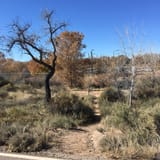 Paseo del Bosque Trail, New Mexico - 294 Reviews, Map | AllTrails