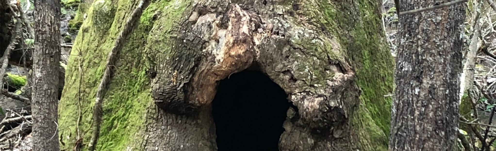 Ethel Stratton Vance Natural Area Trail, Mississippi - 8 Reviews, Map ...