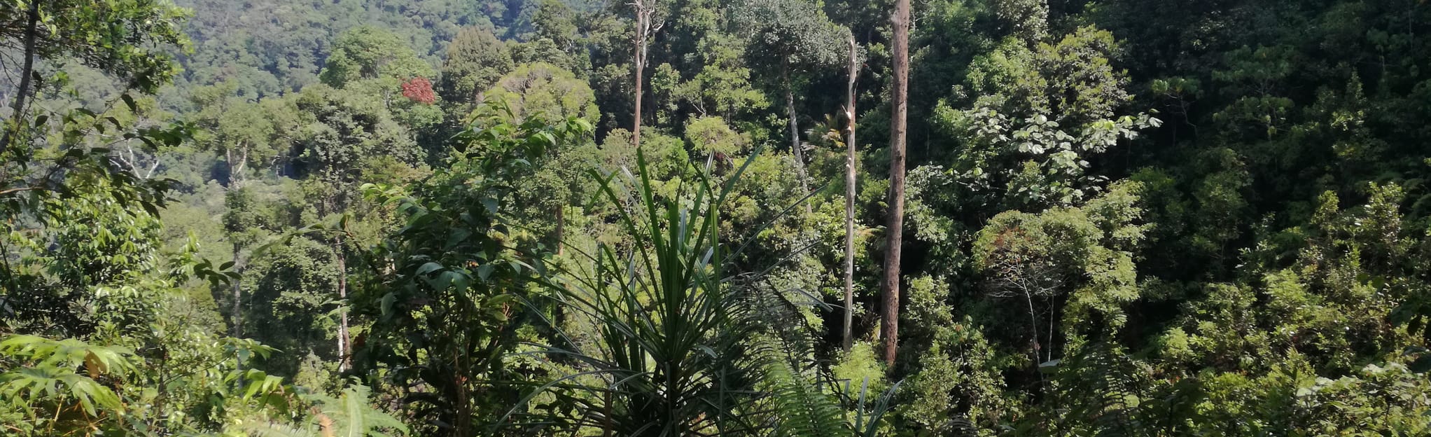 Lower Gunung Pulai: 25 Reviews, Map - Johor, Malaysia | AllTrails