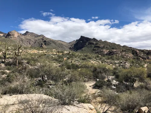 10 Best Hikes and Trails in Pusch Ridge Wilderness | AllTrails