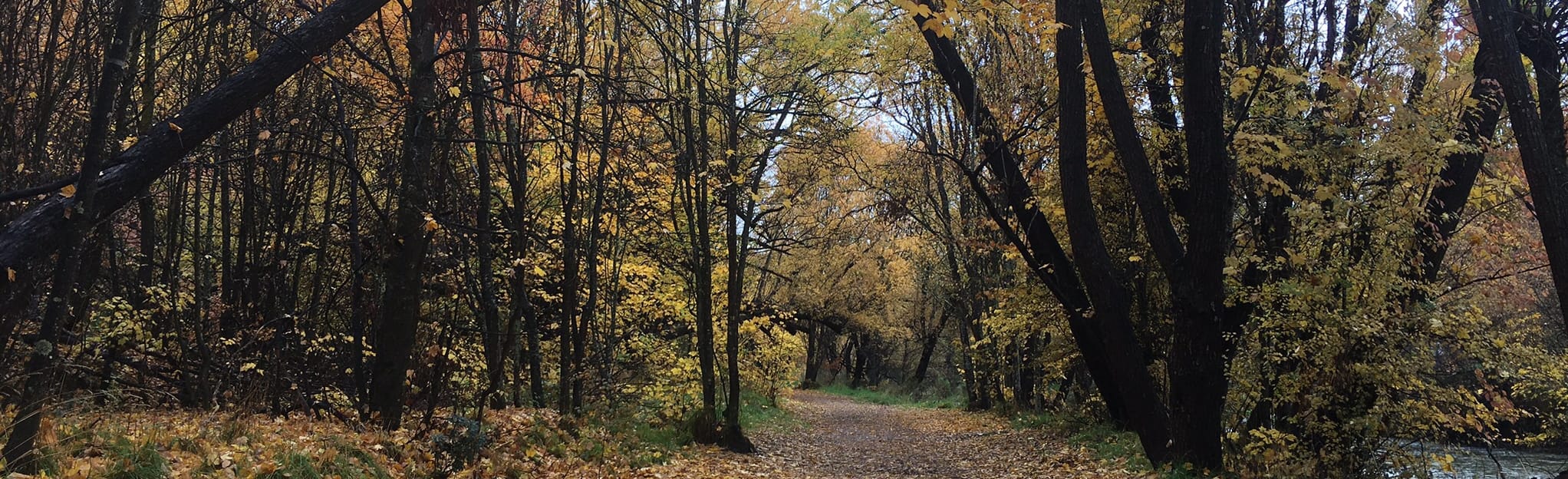 Millenium Walkway, Otago, New Zealand - 106 Reviews, Map | AllTrails