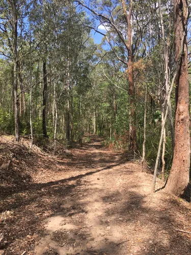 Best 10 Hikes and Trails in Mount Coot-tha Reserve | AllTrails