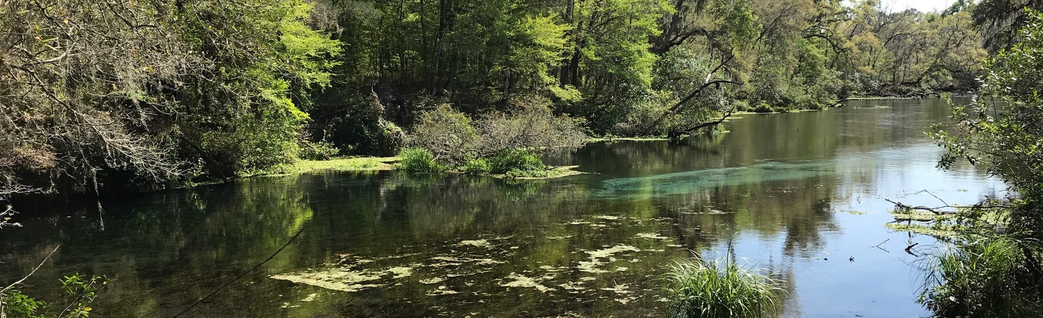 Pine Ridge Trail - Florida | AllTrails
