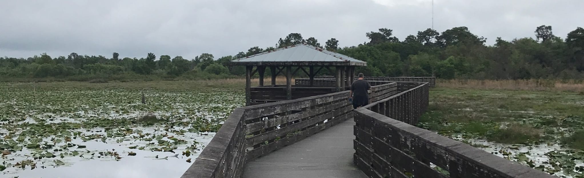 Lakeland Highlands Scrub Loop , Florida - 260 Reviews, Map | AllTrails