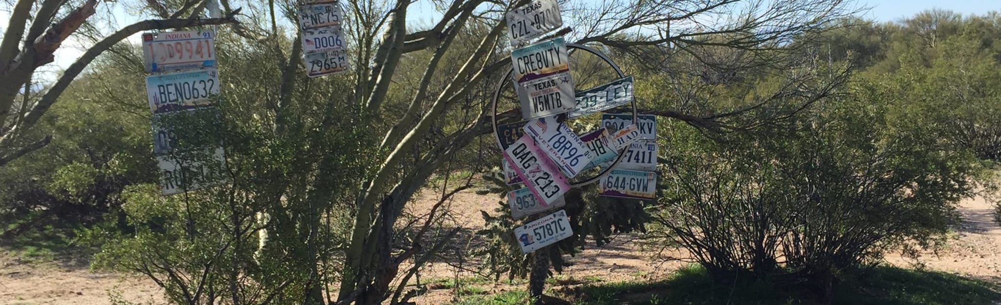Lone Cactus Loop - Arizona | AllTrails