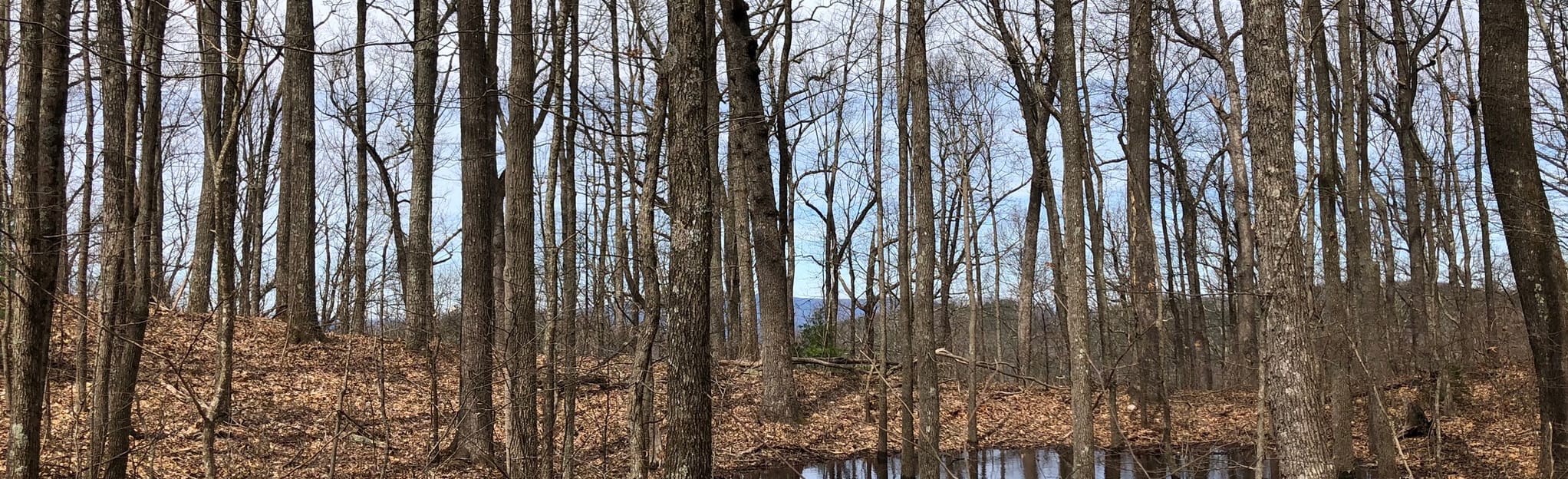 Dry Pond Lead Trail: 21 Reviews, 92 Photos, Map - Tennessee | AllTrails