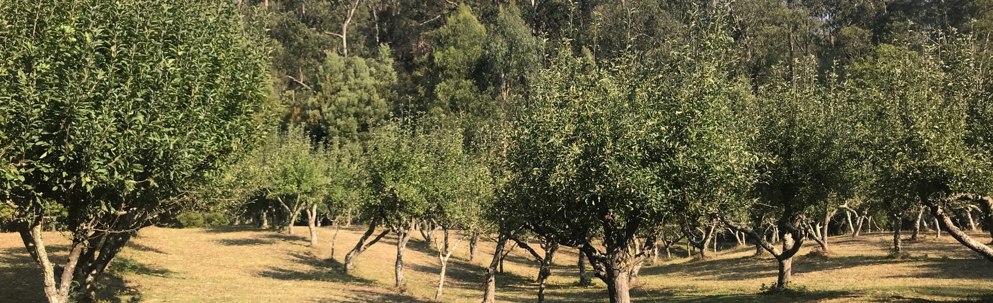 Phantom Falls: 135 Reviews, Map - Victoria, Australia | AllTrails