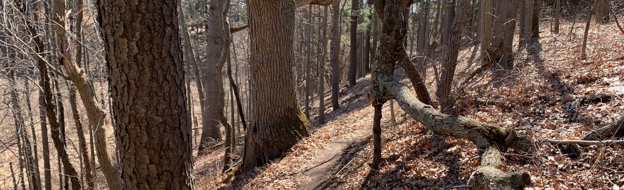 Appleton Trail, Michigan - 175 Reviews, Map | AllTrails