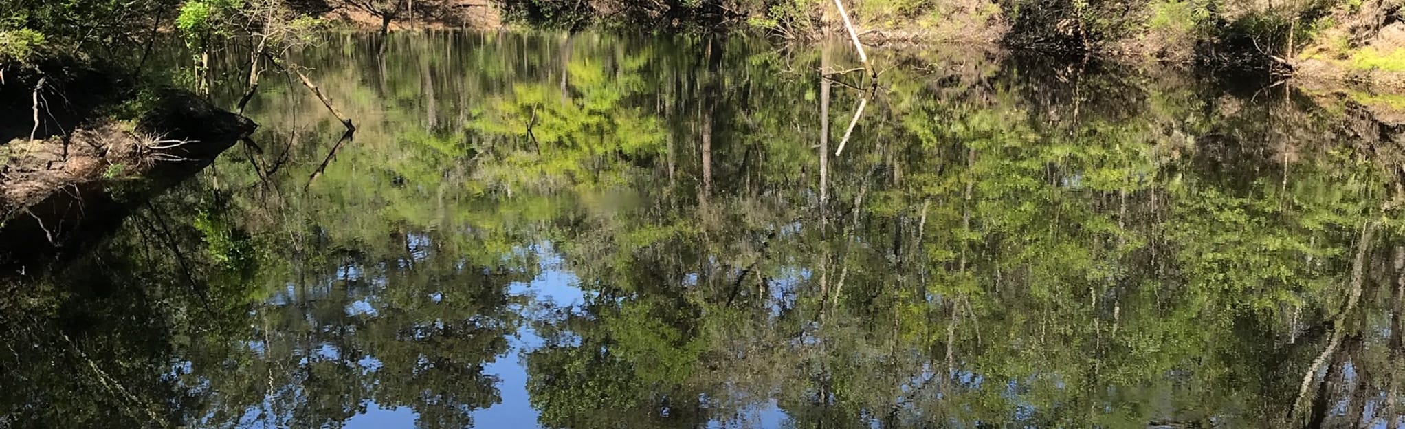 River Sink Trail and Alligator Road Loop - Florida | AllTrails