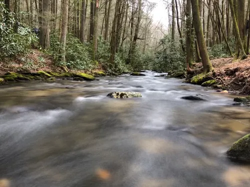 10 Best Hikes and Trails in Blue Ridge Wildlife Management Area | AllTrails
