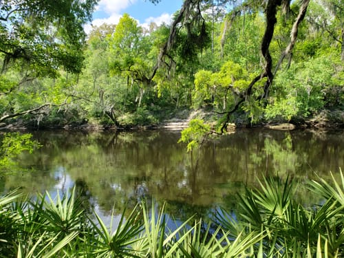Best Hikes and Trails in Suwannee River State Park | AllTrails