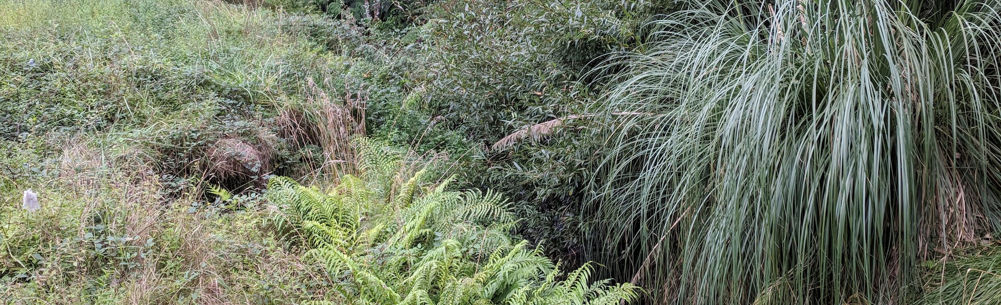 Te Kauri Park Scenic Reserve Walk, Waikato, New Zealand - 8 Reviews ...