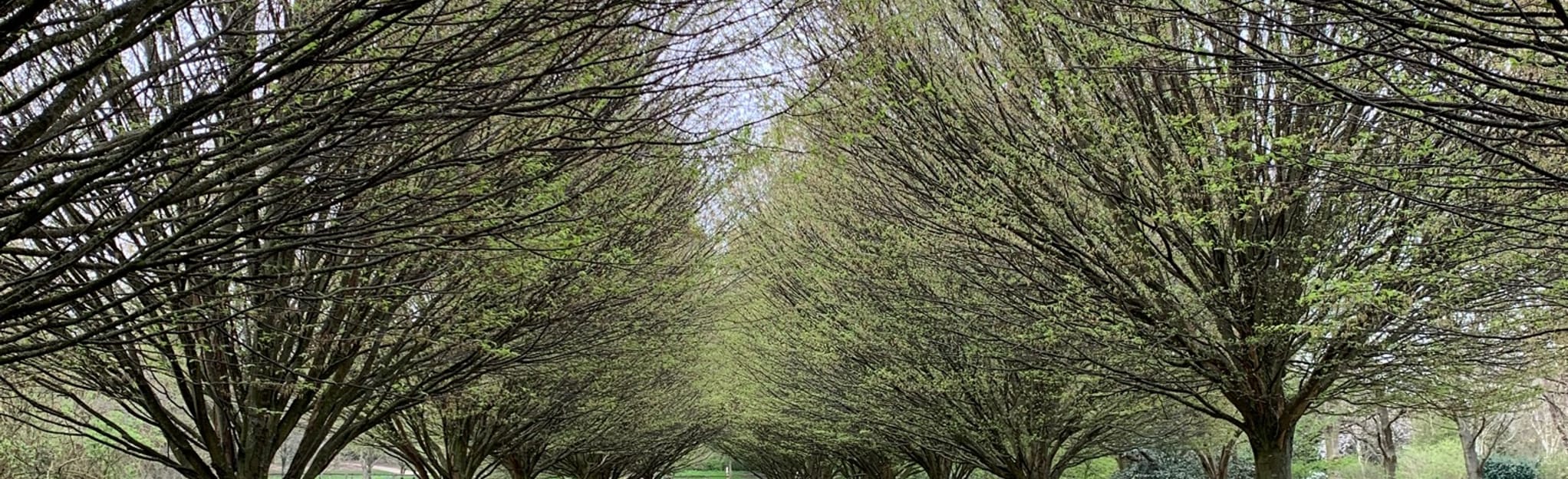 Cobtree Circular Walk, Kent, England - 23 Reviews, Map | AllTrails